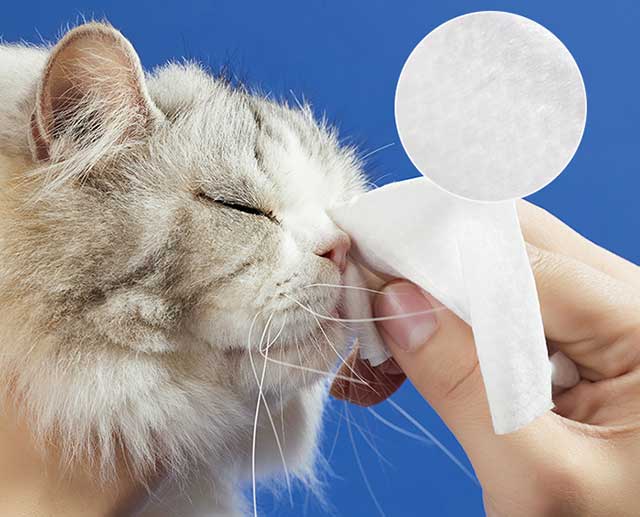 How To Use Wipes on Your Pets?Sywipe Pet Products Supplier